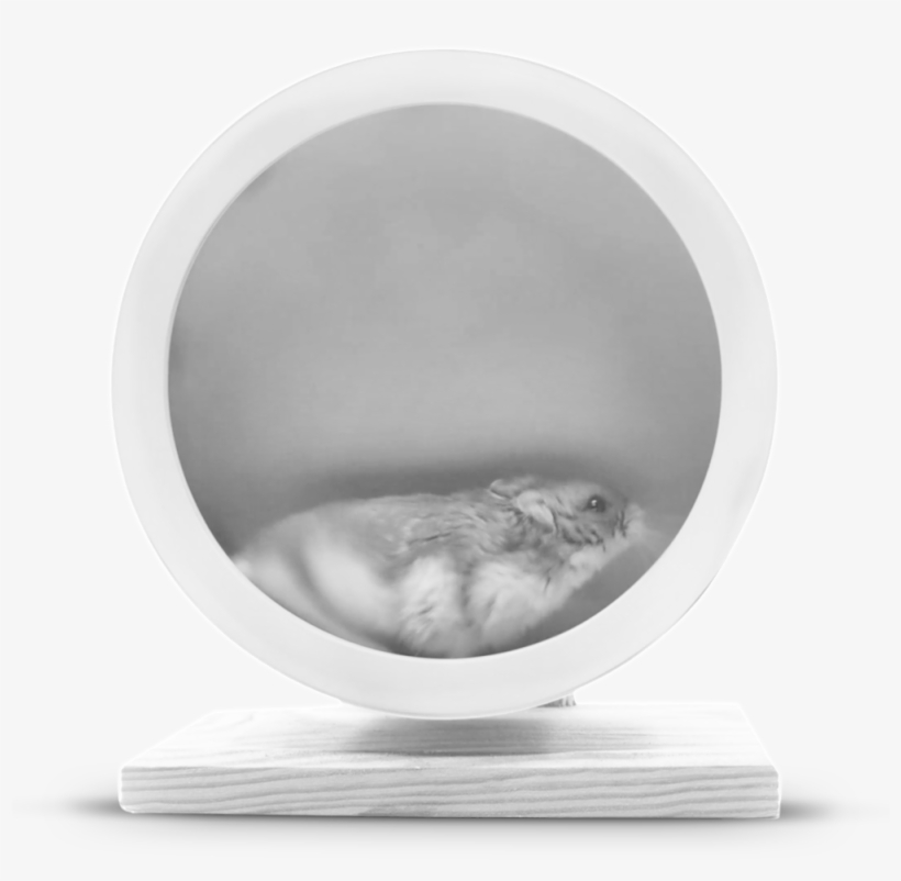 Hamster-screenie - Portable Network Graphics - Free Transparent PNG ...