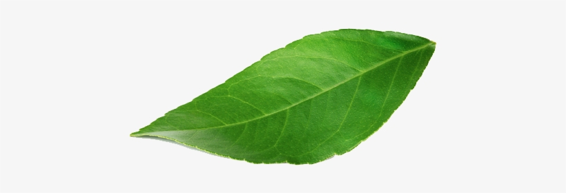 Sus Leaf - Leaf - Free Transparent PNG Download - PNGkey