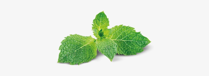 Peppermint Is Good For Digestion, And Has Greater Antifungal - Verbena ...