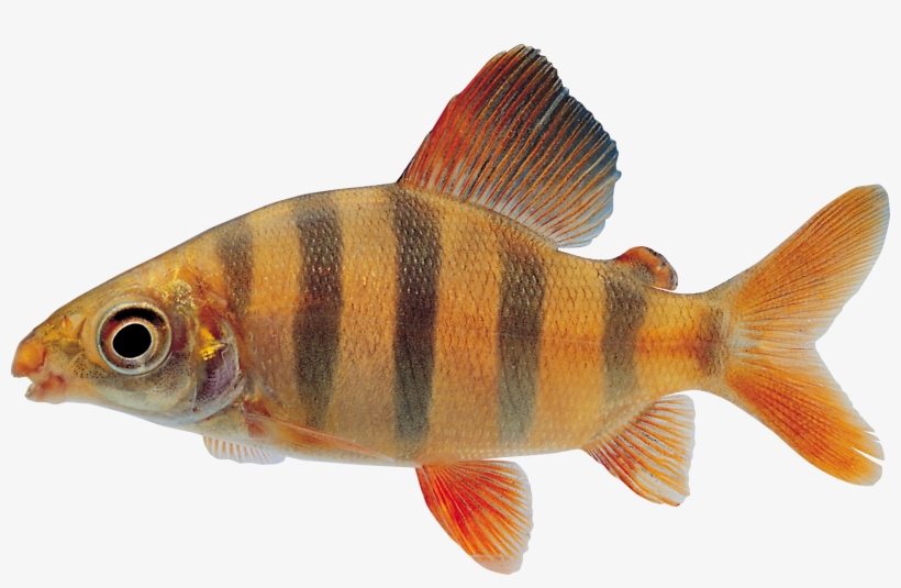 Fish Fin Png - Free Transparent PNG Download - PNGkey