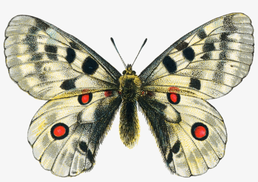 Butterfly Png Photo Free Vector - Free Transparent PNG Download - PNGkey