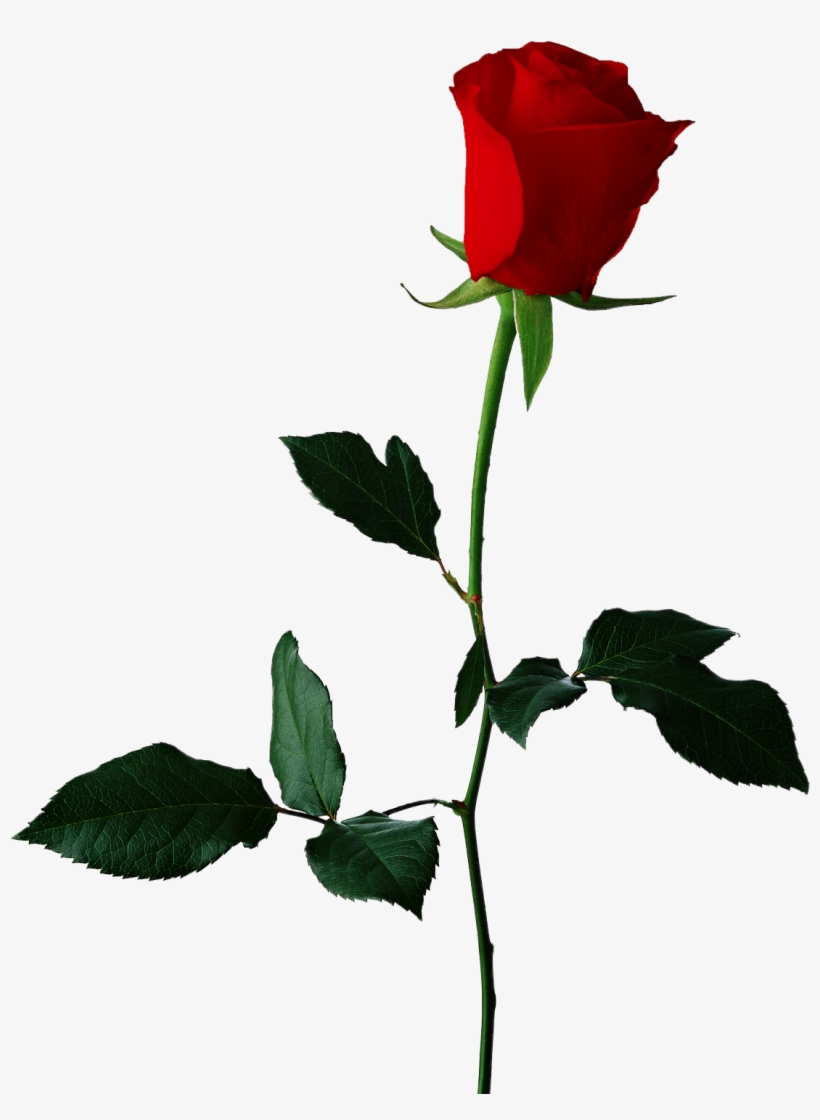 Single Red Rose Transparent Background - Red Rose No Background - Free ...