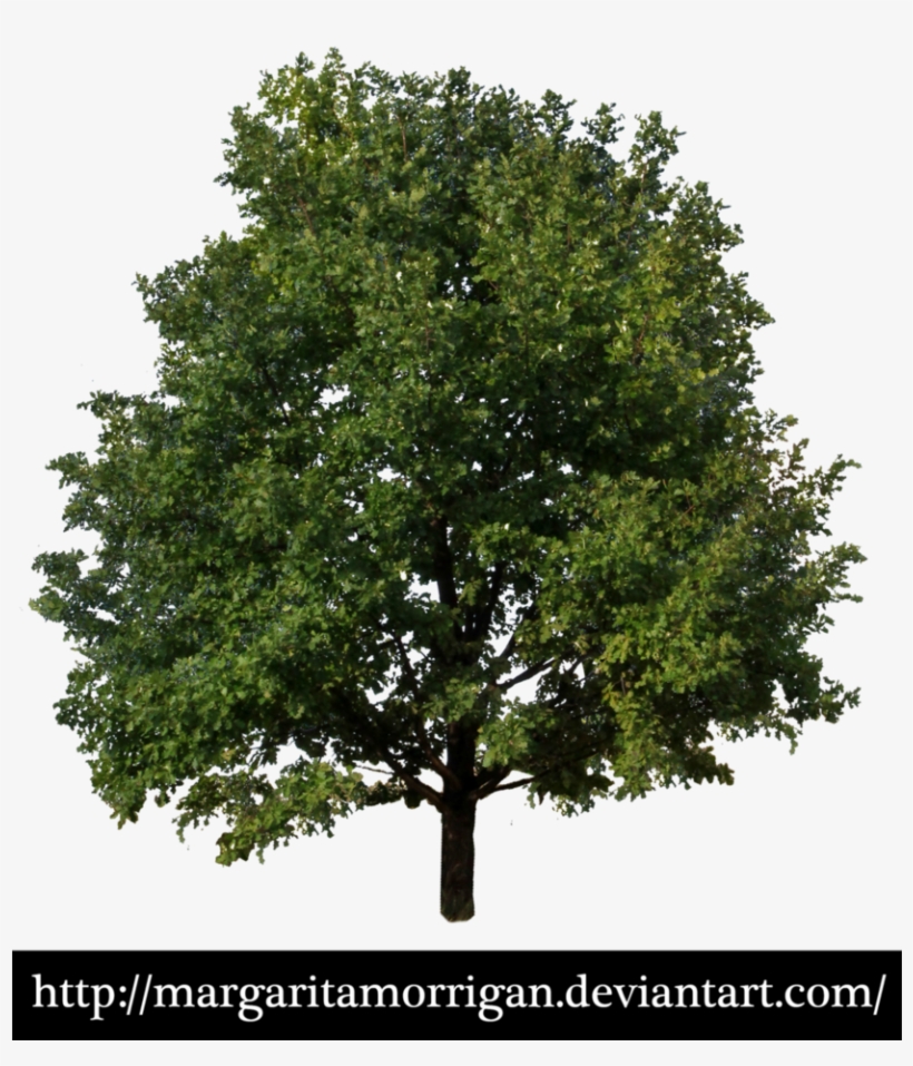 Tree 01 By Margarita-morrigan On Deviantart - Arbor Day Animated Gif ...