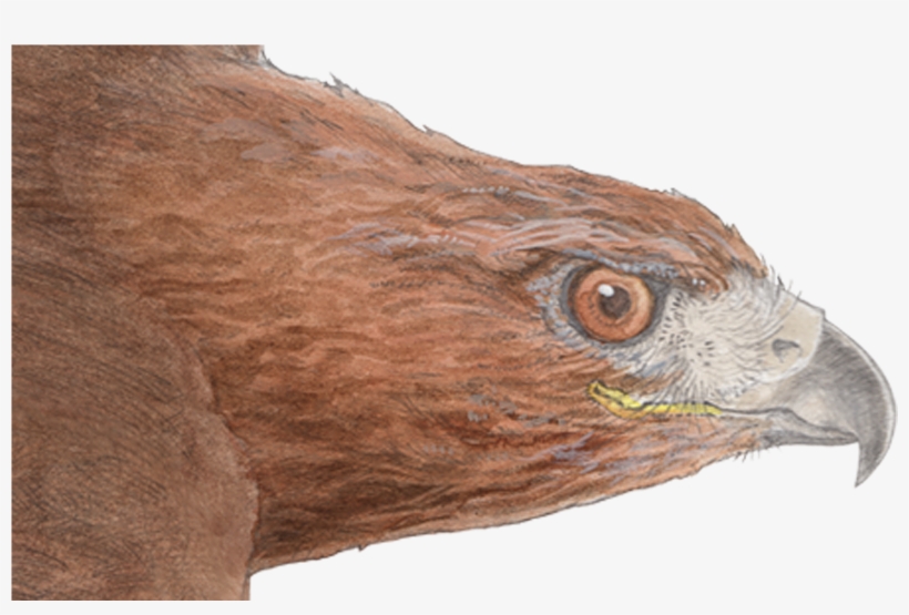 Red-tailed Hawk Detail - Red Tailed Hawk Png - Free Transparent PNG ...