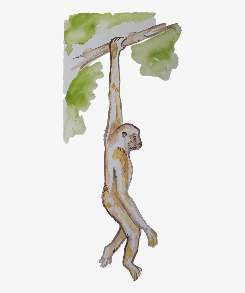A Monkey Swinging Through The Trees - Monkey - Free Transparent PNG ...