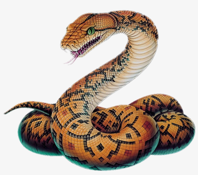 Snake Clipart Boa Constrictor - Free Transparent PNG Download - PNGkey