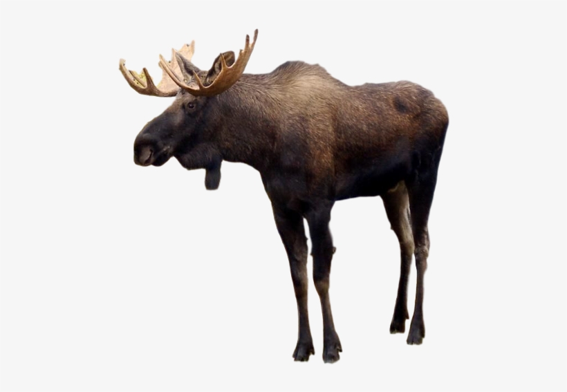 Moose Png - Free Transparent PNG Download - PNGkey