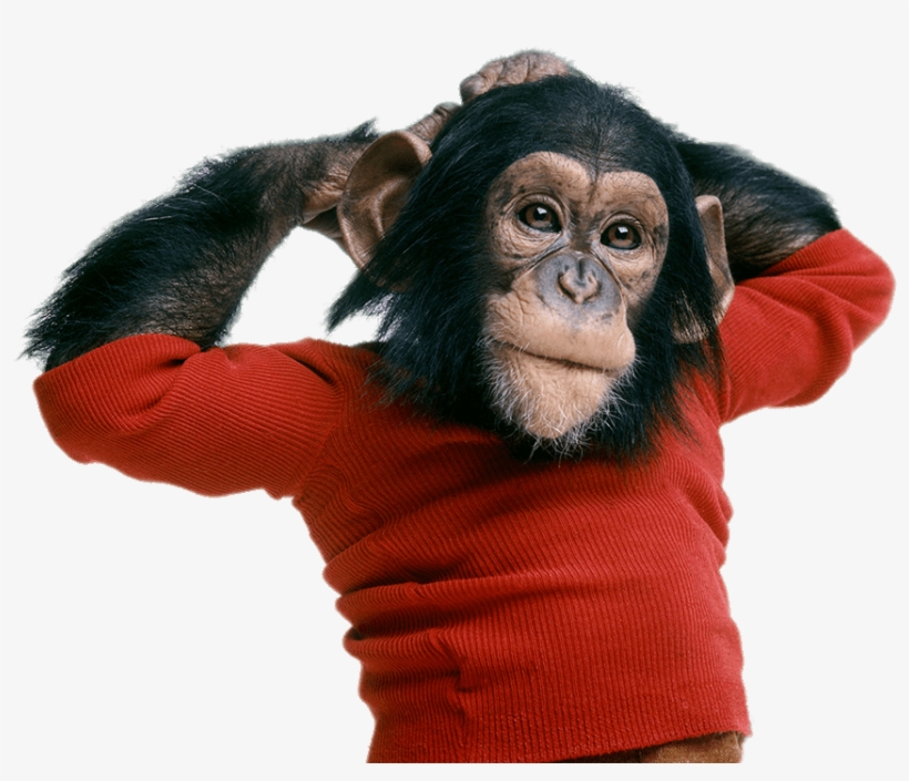 Nim Chimpsky - Free Transparent PNG Download - PNGkey