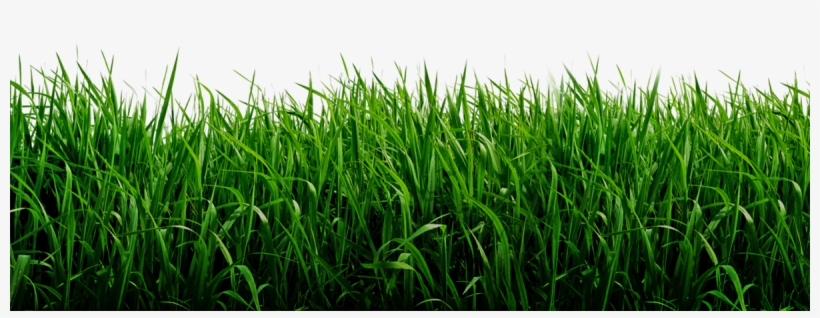 Background Image - Green Background Png - Free Transparent PNG Download ...