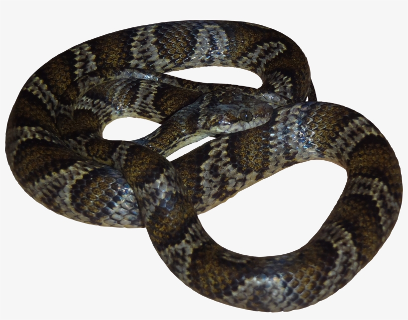 Viper Snake Png Royalty Free Library - Snakes - Free Transparent PNG ...