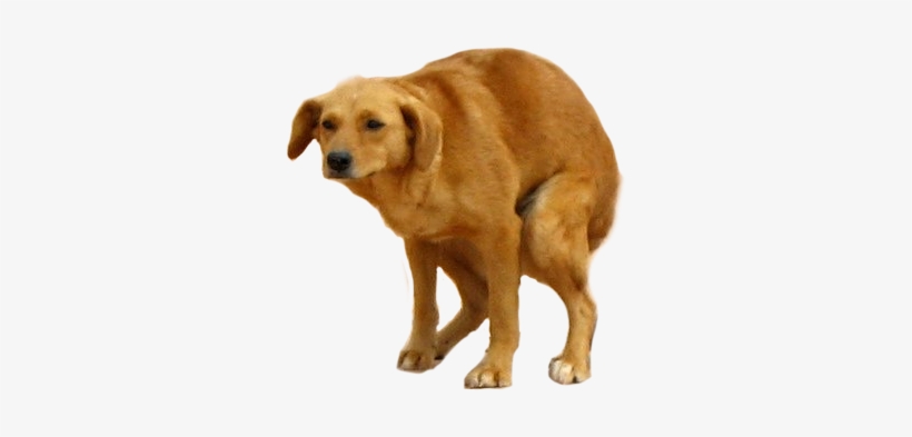 Post - Perro Cagando Png - Free Transparent PNG Download - PNGkey