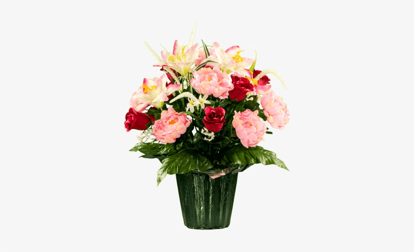 Cream Pink Stargazer - Free Transparent PNG Download - PNGkey