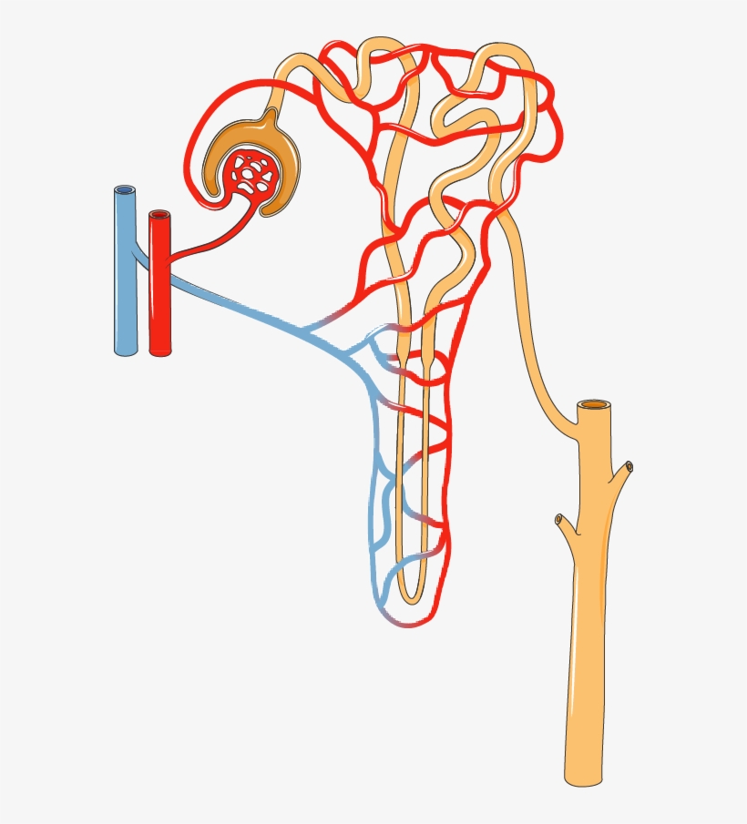Nephron - Nephron Transparent - Free Transparent PNG Download - PNGkey
