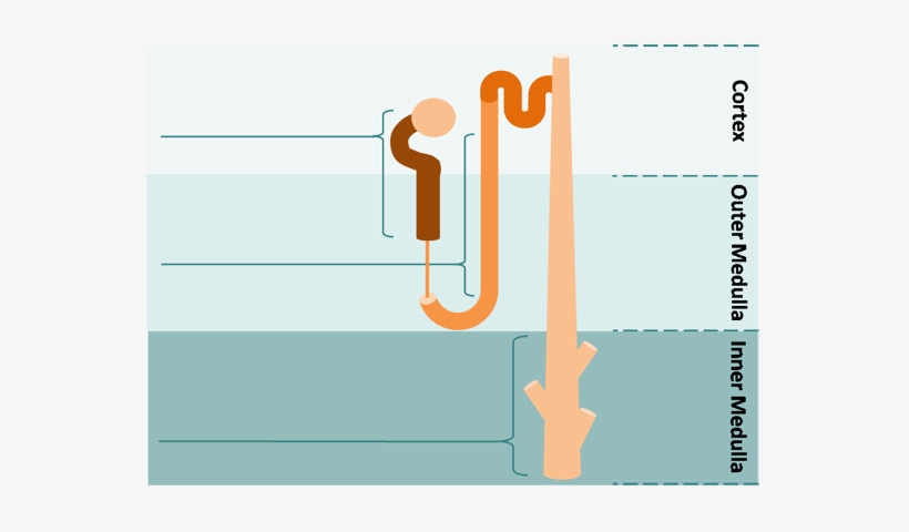 Nephron Image - Tal Kidney - Free Transparent PNG Download - PNGkey