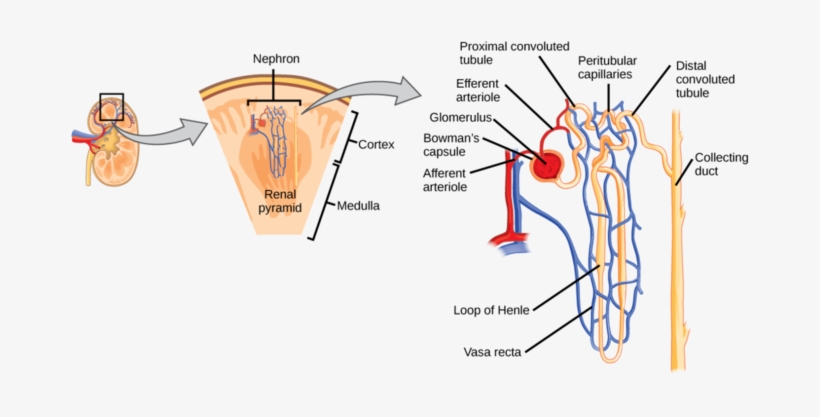 Diagram Of A Nephron - Kidney Nephron Structure - Free Transparent PNG ...