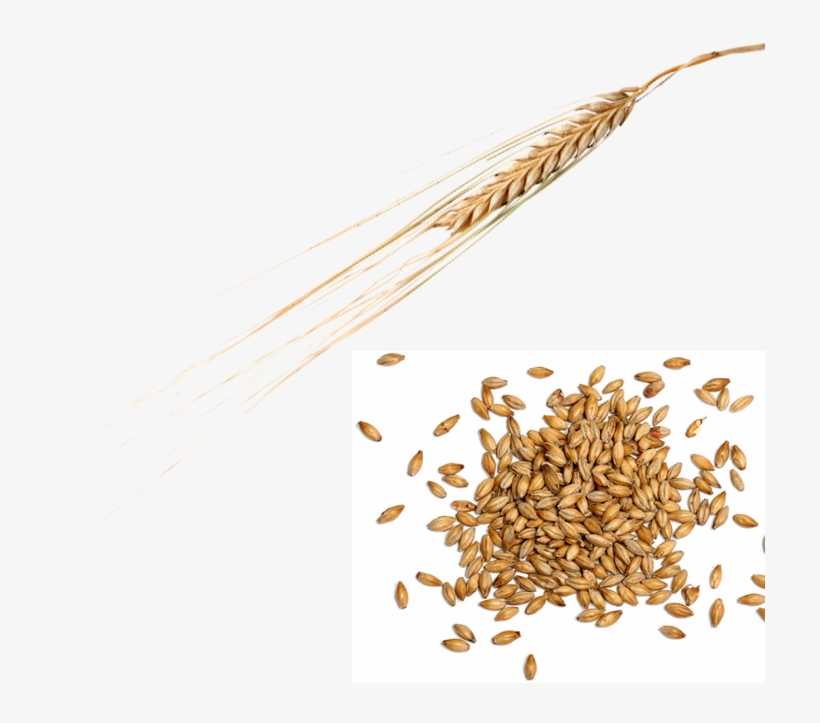 Grain To Growler - Malt - Free Transparent PNG Download - PNGkey