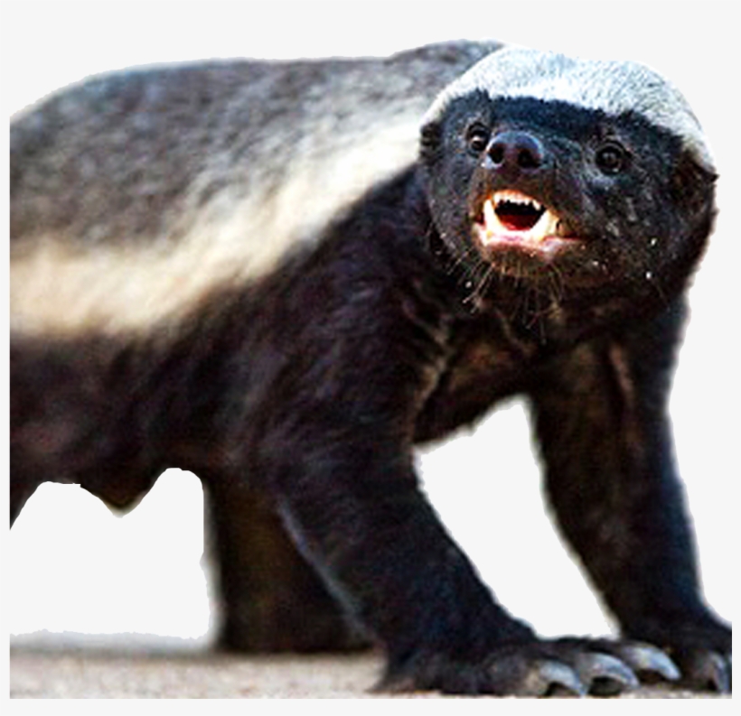 Large Picture Of A Badger - Free Transparent PNG Download - PNGkey