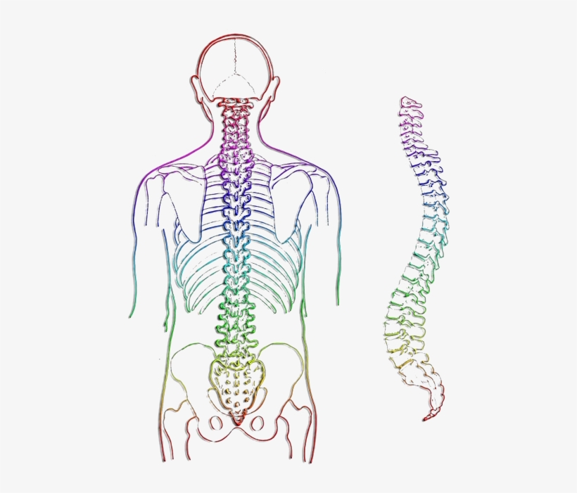 The Spinal Cord Conducts Information From The Body - Body Spine - Free ...