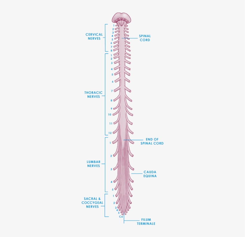 The Spinal Cord - Struktur Spinal Cord - Free Transparent PNG Download ...