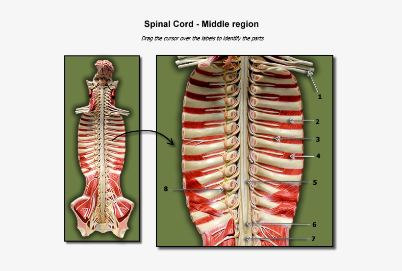 Middle Region Of Spinal Cord - Anatomy - Free Transparent PNG Download ...
