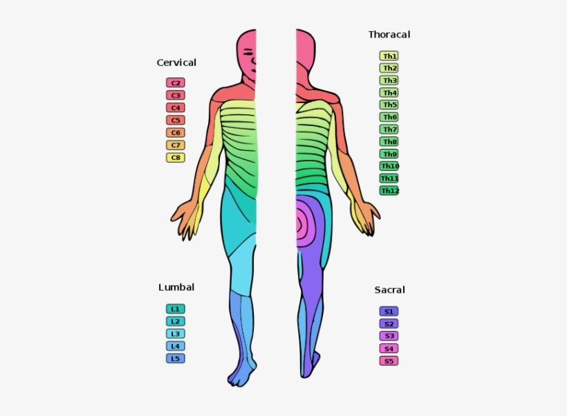 Map Of Skin Innervation Pattern By Specific Spinal - Nerve Distribution ...
