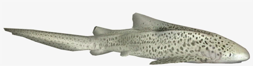 Zebra Shark - Zebra Shark Side View - Free Transparent PNG Download ...
