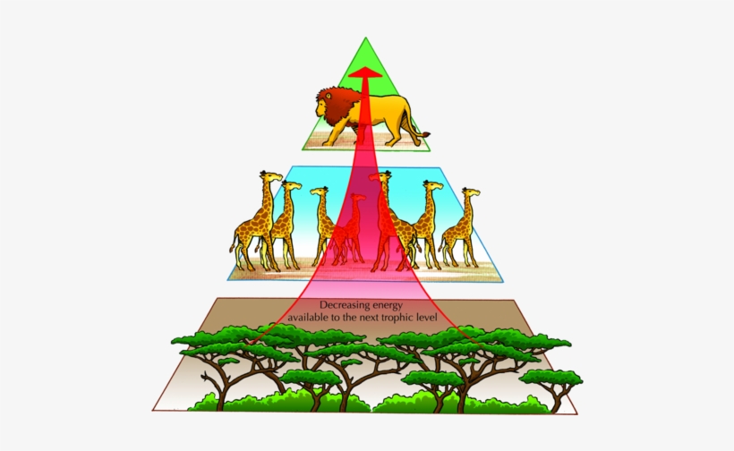 Natural Sciences Grade - Pyramid Of Nature Balance - Free Transparent ...