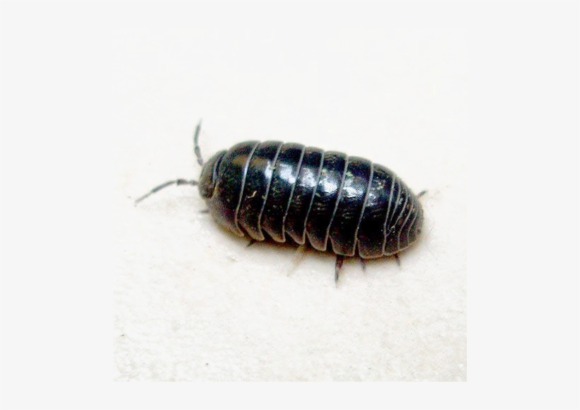 Pill Bugs Png Download Image - Pill Bug Png - Free Transparent PNG ...