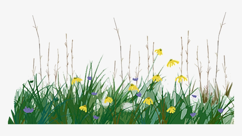 Activity 2 Preserve A Prairie - Prairie Grass Png - Free Transparent ...