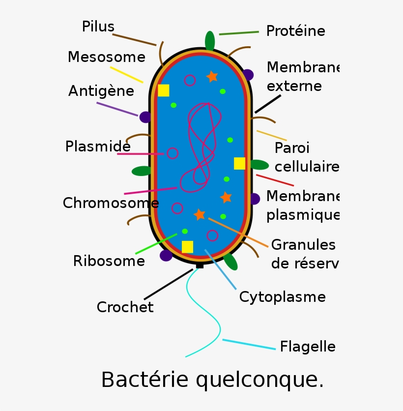 Clip Arts Related To - Bacteria Diagram Labeled - Free Transparent PNG ...