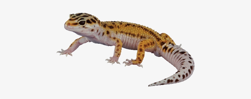 The Exception To The Rule - Leopard Gecko No Background - Free ...
