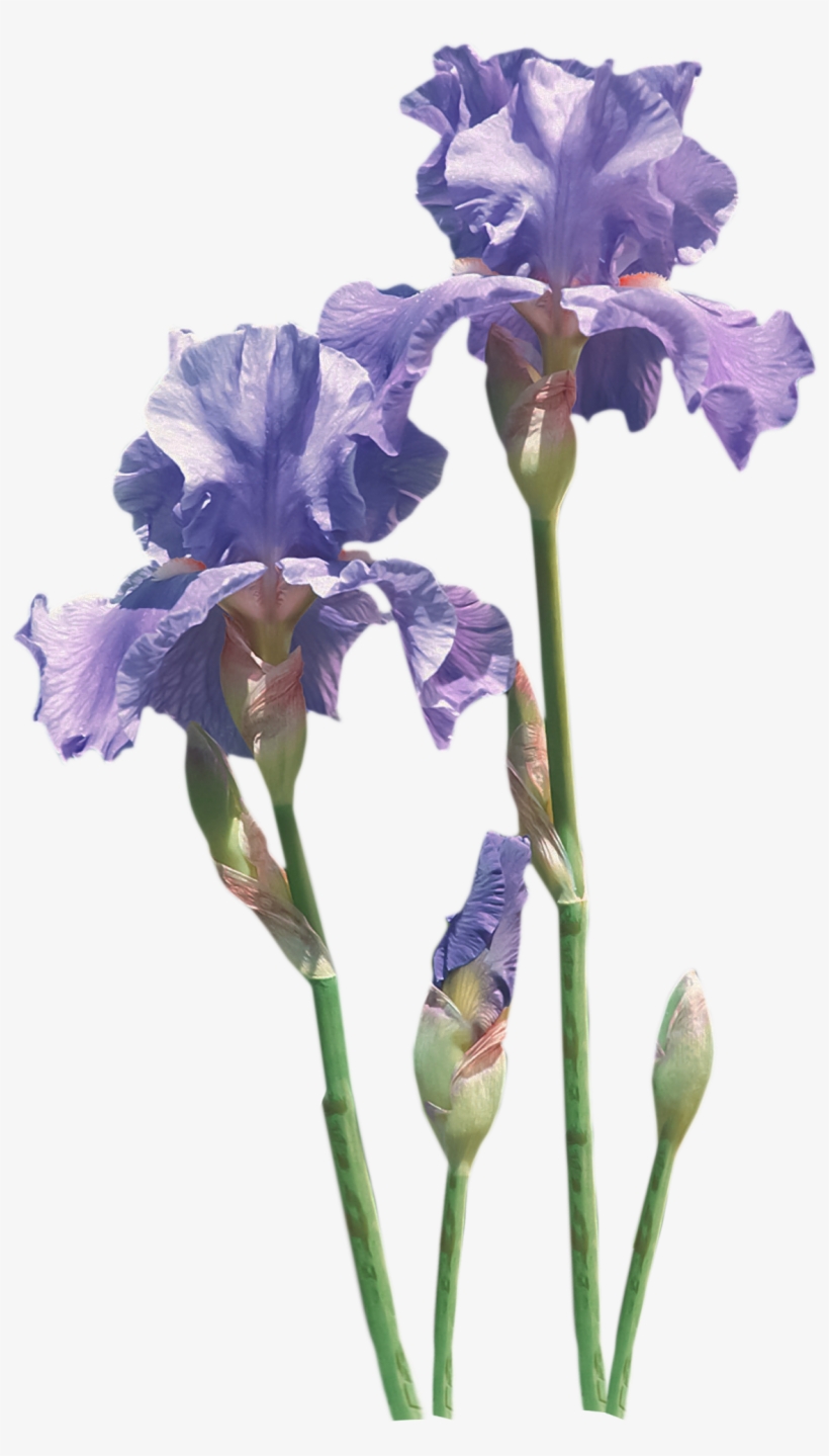 Flower Common Poppy Iris Transprent Png Free - Irises - Free ...