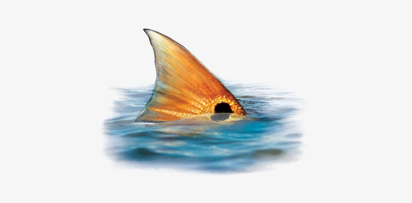 Tailing Redfish Decal