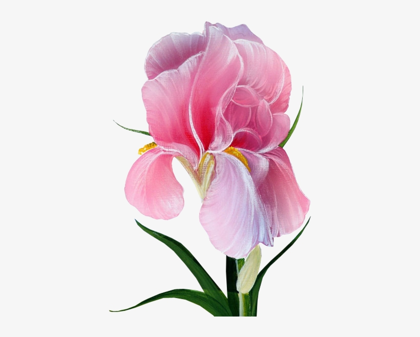 Pink Iris - Розовый Ирис - Free Transparent PNG Download - PNGkey