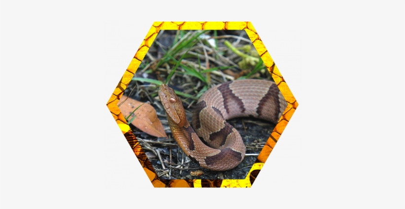 Copperhead Snakes - Northern Copperhead - Free Transparent PNG Download ...