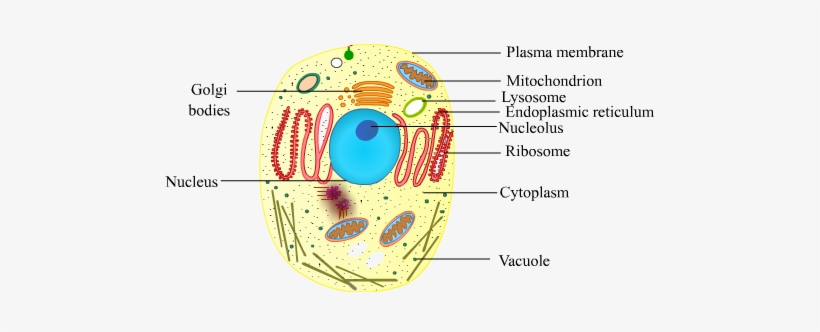 Banner Free Stock Cells Drawing Life Science - Fundamental Unit Of Life ...