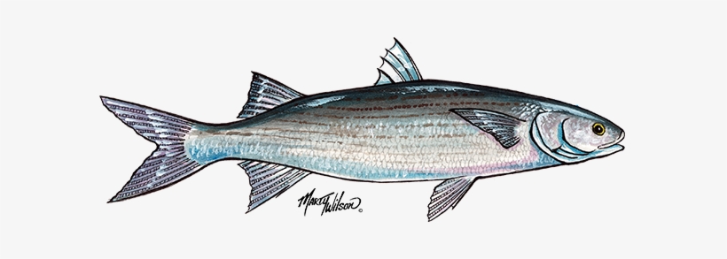 Mullet - Mullet Fish Drawings - Free Transparent PNG Download - PNGkey