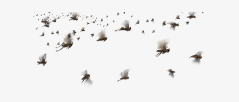 A Swarm Of Locusts - Locust - Free Transparent PNG Download - PNGkey