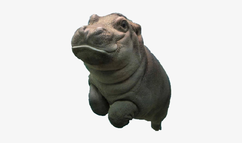 Baby Hippo Png - Free Transparent PNG Download - PNGkey