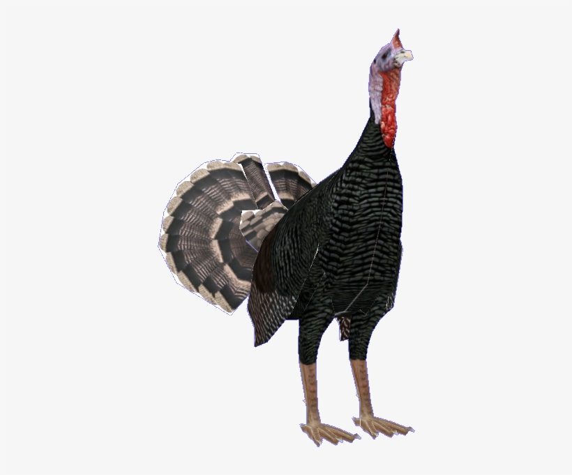 Wild Turkey - Free Transparent PNG Download - PNGkey