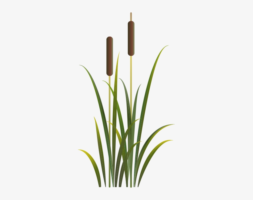 More Variety • More Fun - Bulrush - Free Transparent PNG Download - PNGkey