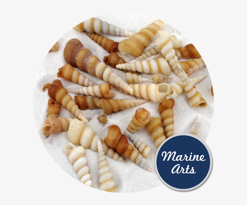 Screw Shells Medium - Bead - Free Transparent PNG Download - PNGkey
