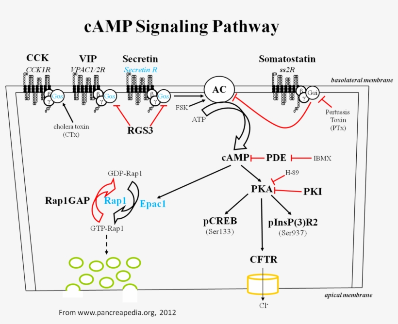 Pathway Camp Panc , - Camp Pathways - Free Transparent PNG Download ...