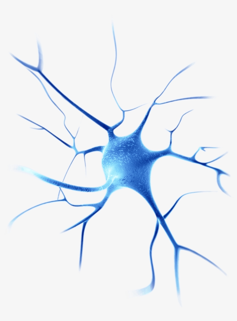 Neuron - Neuroscience Png - Free Transparent PNG Download - PNGkey