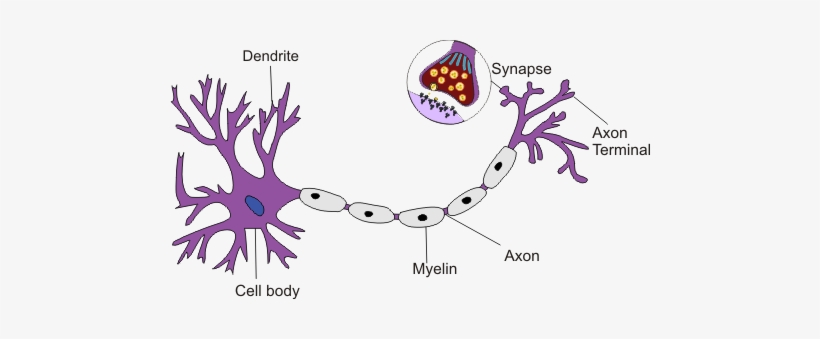 Each Neuron Consists Of A Cell Body Which Are Connected - Neuron Model ...