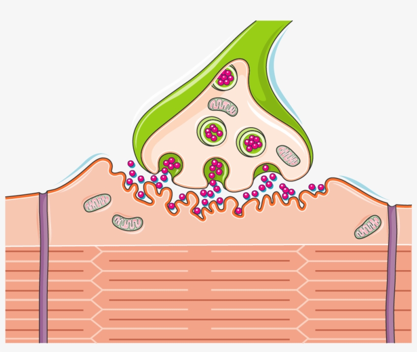 Neuromuscular Synapse - Synapse - Free Transparent PNG Download - PNGkey