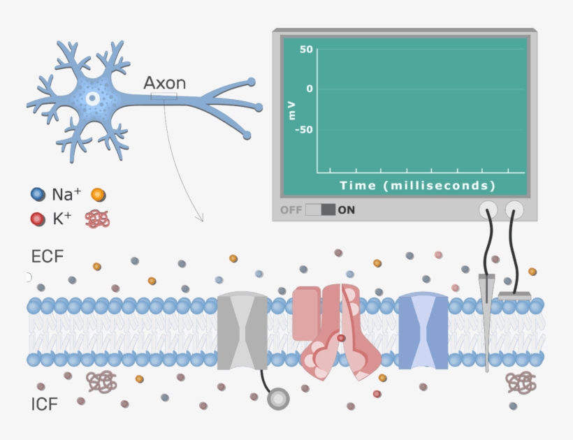 Neuron Action Potential - Free Transparent PNG Download - PNGkey