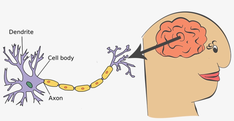 Neuron - Neuron Structure Wall Calendar - Free Transparent PNG Download ...
