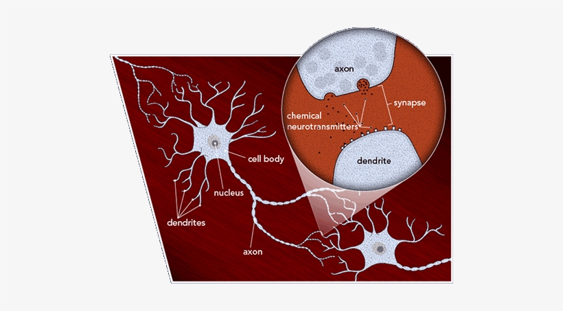 Neurons - Chemical Reaction Nucleus Of Neuron - Free Transparent PNG ...