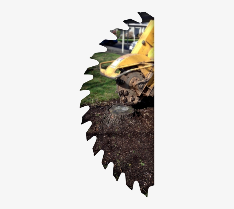 Stump Grinding And Removal - Lame Scie Circulaire 65 - Free Transparent ...